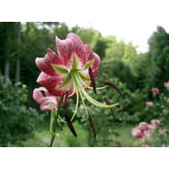 10 Roselily Felicia Bulbs - Walmart.com