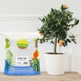 Soil Sunrise Citrus Tree Potting Soil Mix, 8 Quarts, Special Blend for ...