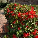 Encore Azalea Autumn Sunset (2 Gallon) Purple Flowering Shrub - Full ...