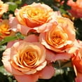 Heirloom Roses - Live, Real, Ready to Plant Sunbelt® Crazy Love ...