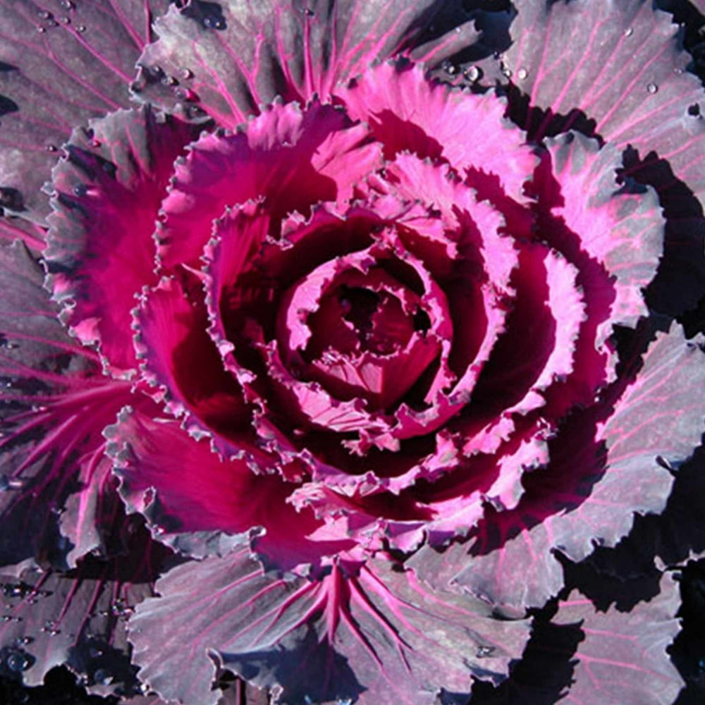 Dynasty Series Osaka Flowering Cabbage Garden Seed - Red - 1000 Seeds ...