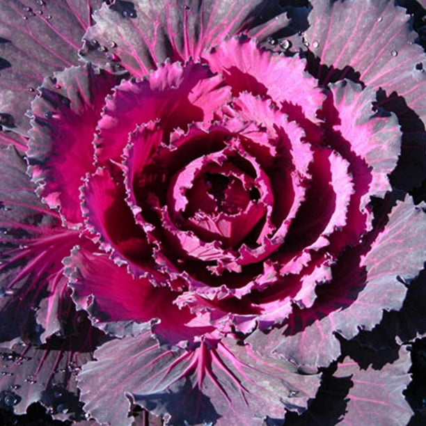 Dynasty Series Osaka Flowering Cabbage Garden Seed - Red - 1000 Seeds ...