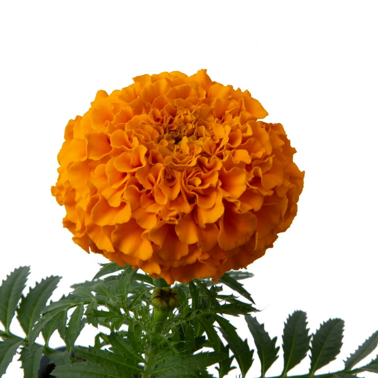 Marigold Plant With Roots