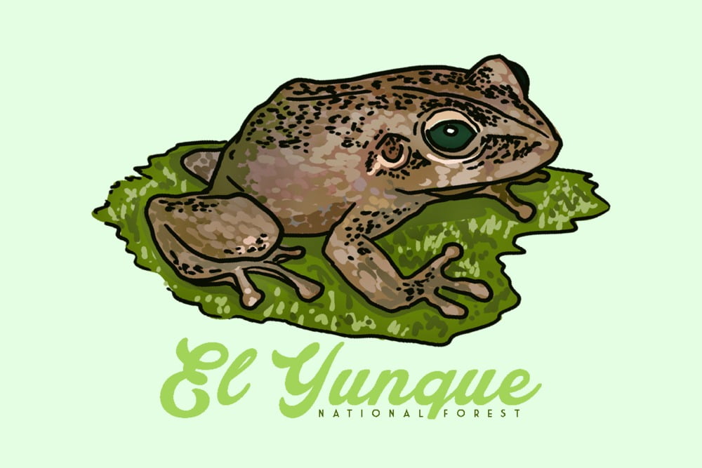 Puerto Rico, Dwarf Coqui, El Yunque National Forest, Green (16x24 ...