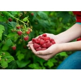 (Best) Latham Raspberry Plants to Grow - Easy to Grow Rooted Plants ...
