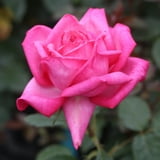 Heirloom Roses Pink Rose Bush - Eleganza® Wedding Bells™ Hybrid Tea ...