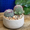 Altman Plants Large Cactus Plants 6-Pack; 3.5 Inch Grower Pots, Full ...