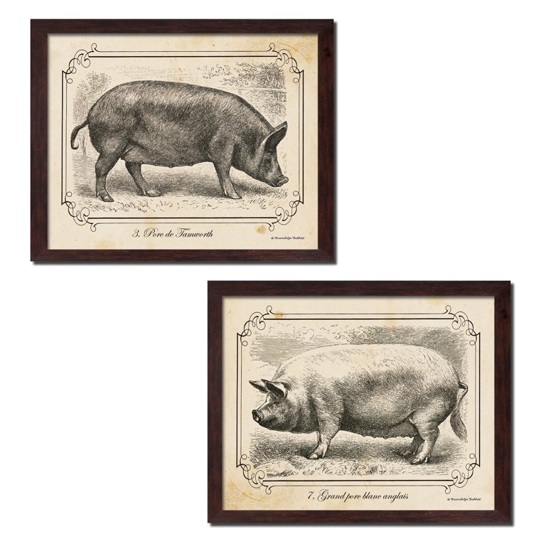 Vintage Pig Drawing