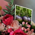 3drose, Bellevue, Washington State, Usa. Sedum Autumn Joy in Bloom., 1 ...