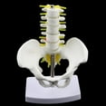 Magnified Human Female Pelvis Skeleton Model with Vertebrae & Ligaments ...