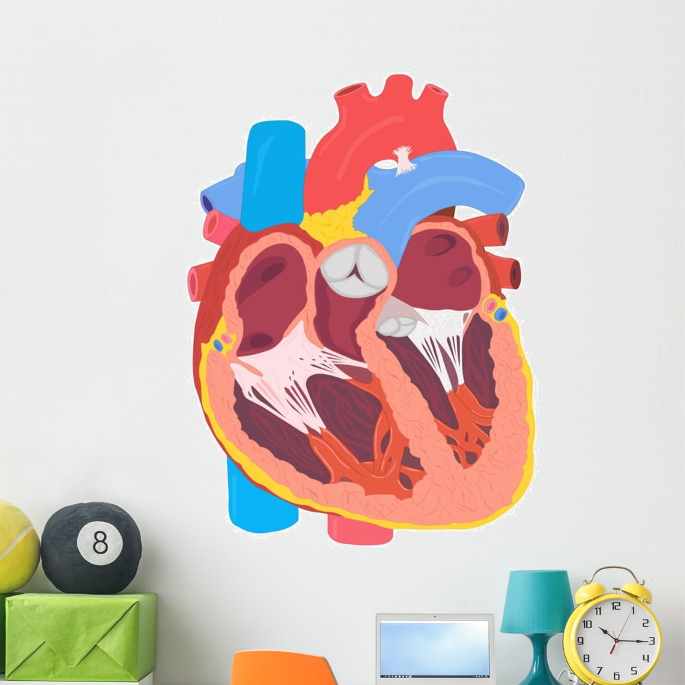 Human Heart Wall Mural by Wallmonkeys Peel and Stick Graphic (48 in H x ...
