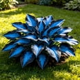 Night Blue Hosta 500-1500 pcs , a rare perennial flower. Heart-shaped ...