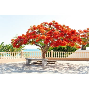 Bonsai Flamboyant Flame Tree Seeds to Grow | 20 Seeds | Delonix regia ...