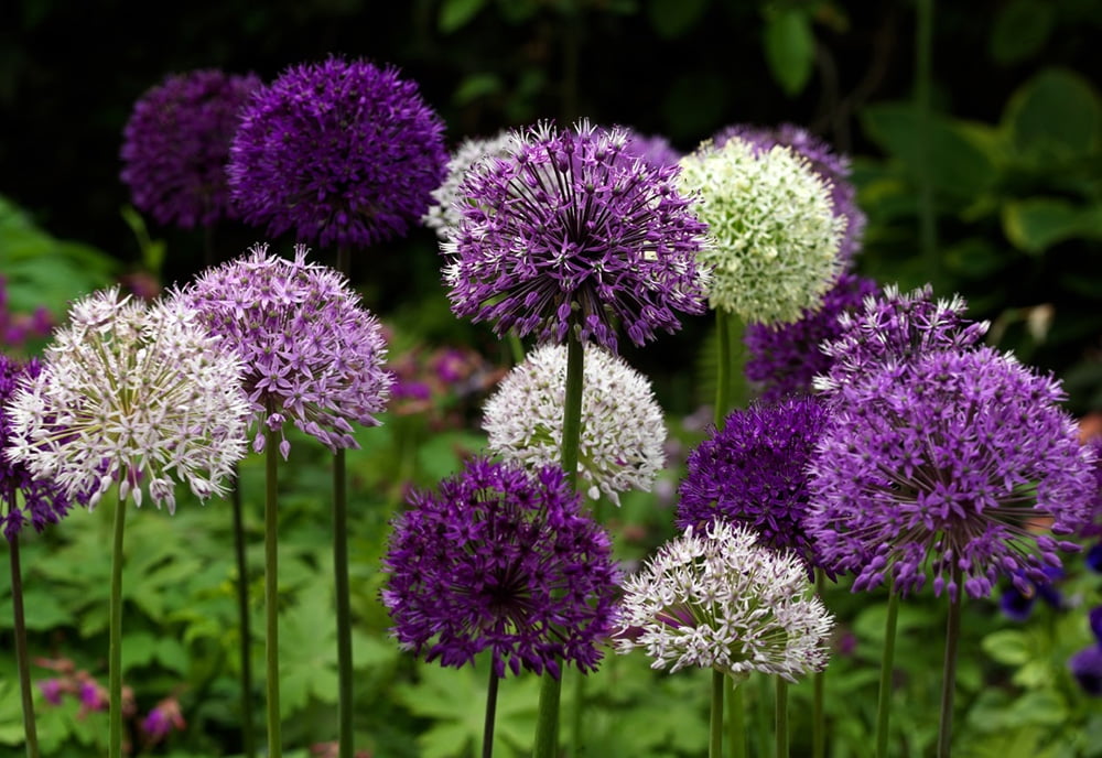 Wild About Allium Mix 8 Bulbs - Easy! - Topsize Bulbs - Value Size ...