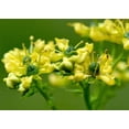 50 YELLOW RUE Herb of Grace Common Ruta Graveolens Fragrant Evergreen ...