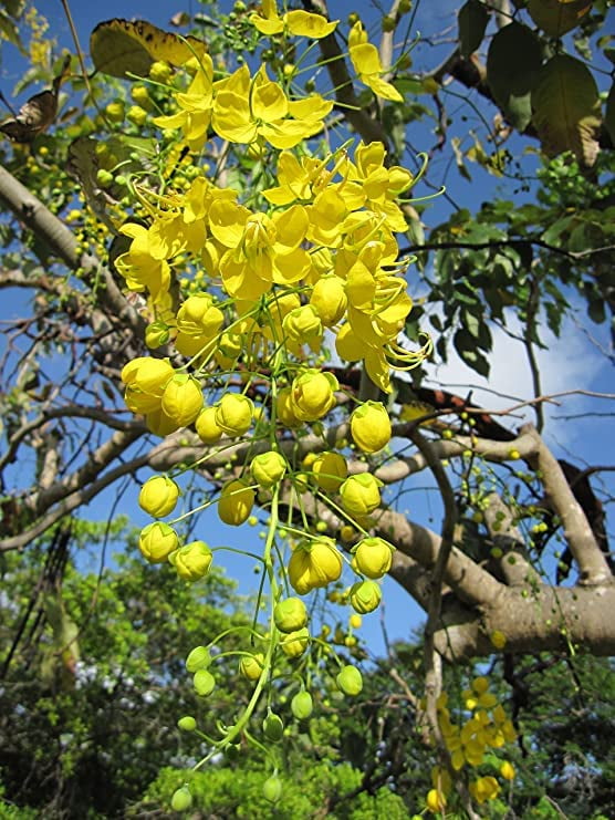 10 Golden Shower Tree Seeds for Planting - Stunning Weeping Yellow ...