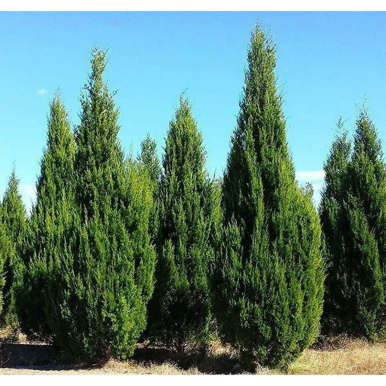 Red Cedar Juniperus Silicicola