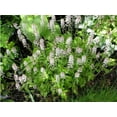 20 SUGAR SCOOP FOAMFLOWER White Tiarella Trifoliata Laceflower Flower ...