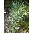 Silver Saw Palmetto - 3 Live Starter Plants - Serenoa Repens Silver ...
