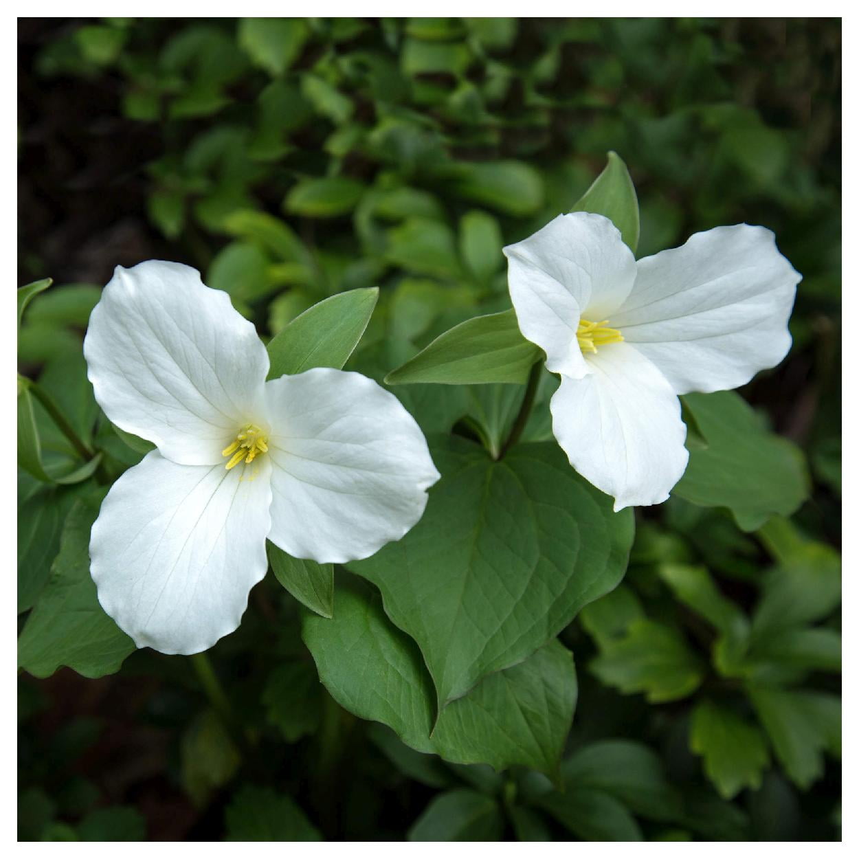 Everwilde Farms - 1 lb White Trillium Native Wildflower Seeds - Gold ...