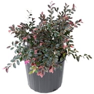 3 gal. Crape Myrtle Bellini Strawberry Shrub with Red Flowers - Walmart.com