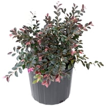 Live Shrub 3 gal Loropetalum 'Daruma' with Full Sunlight - Walmart.com