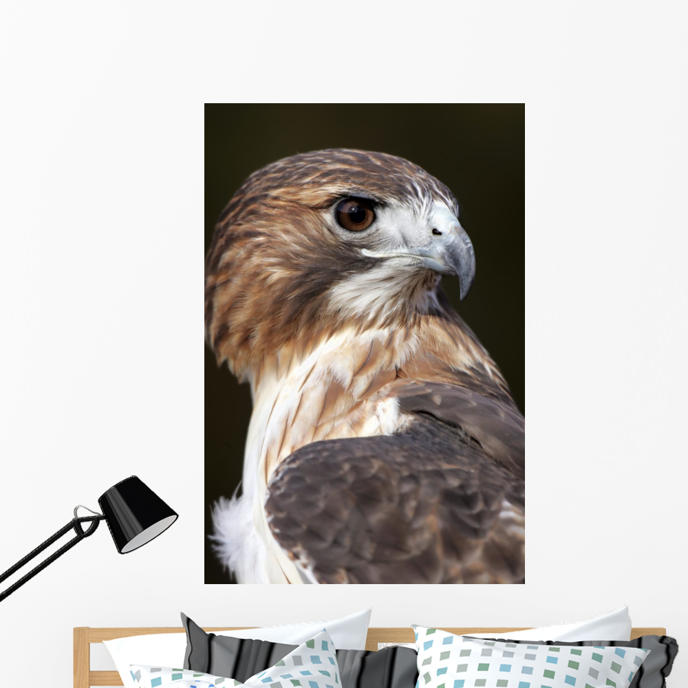 Red Tailed Hawk Profile Wall Mural by Wallmonkeys Peel and Stick ...