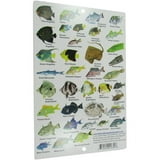 National Geographic Snorkeler Fish ID Card, Caribbean Reef Fish ...
