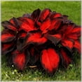 Hostas Planting-(Non-Artificial)-Ornamental-Easy Growing, Premium ...