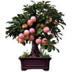 Dragon Tree Seeds to Grow - 10 Seeds - Dracaena Draco Seeds for ...