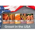 Gardeners Basics, Carrot Seeds for Planting Home Garden - 5 Variety ...