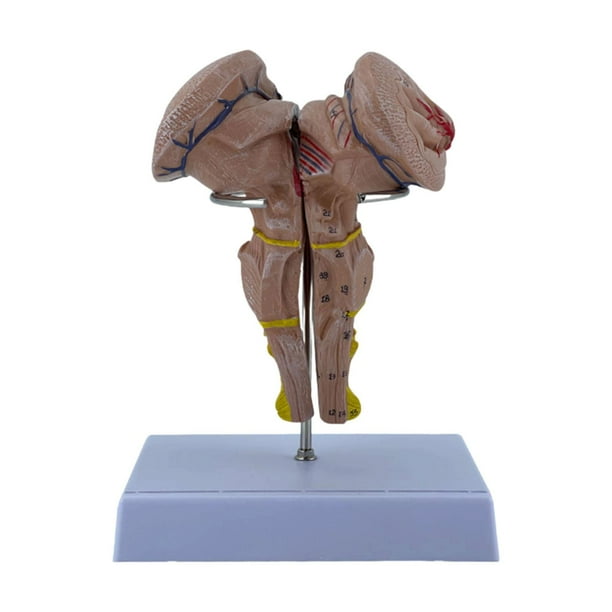Tachiuwa Human Brain Stem Anatomy Model for Displaying with Stable Base ...