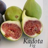 Wekiva Foliage Kadota Fig Tree, Hardy Edible Fruit Plant, 2 Inch Pot ...