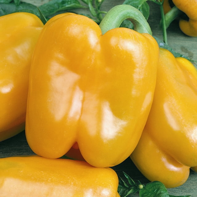 Chardonnay F1 Hybrid Sweet Pepper Seeds - 1 Oz ~4000 Seeds - Non-GMO ...
