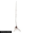 Bing Cherry Dormant Bare Root Fruit Bearing Starter Tree, One Plant per ...