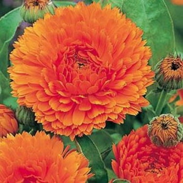 Calendula Flower Seeds - Bon Bon Series - Orange & Yellow Mix - 1000 ...
