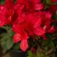Encore Azalea Autumn Bonfire (2 Gallon) Red Flowering Shrub - Full Sun ...