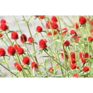 50 GLOBE AMARANTH MIX Gomphrena Globosa Mixed Colors Amaranthus Flower ...