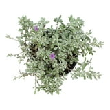 Altman Plants Pink silverado sage Live Plant Pot - Walmart.com