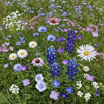 Ferry-Morse Cool Colors Mix Bulk Wildflower Seeds, 1lb - Walmart ...