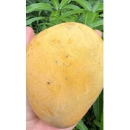 JAVAGREEN Live Mallika Dwarf Mango Tree, 2-4 Feet, Cold Hardy to 27Â°F ...