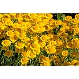 250 GOLDEN MARGUERITE DAISY Dyer's Yellow Chamomile Anthemis Tinctoria ...