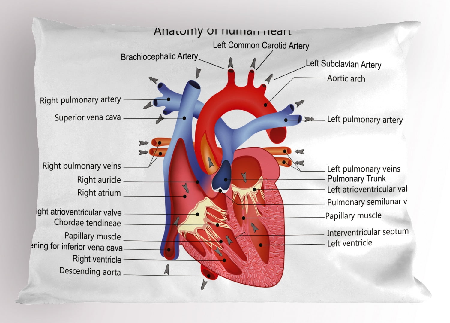 Educational Pillow Sham Medical Structure of the Hearts Human Body ...