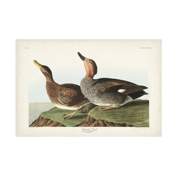 Duck Illustration