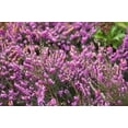 100 Scotch TRUE HEATHER Shrub Scot's Purple Pink Flower Calluna ...
