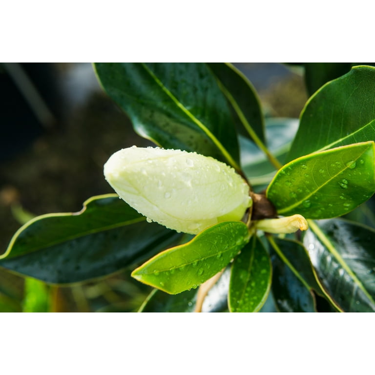 Magnolia Grandiflora Leaves
