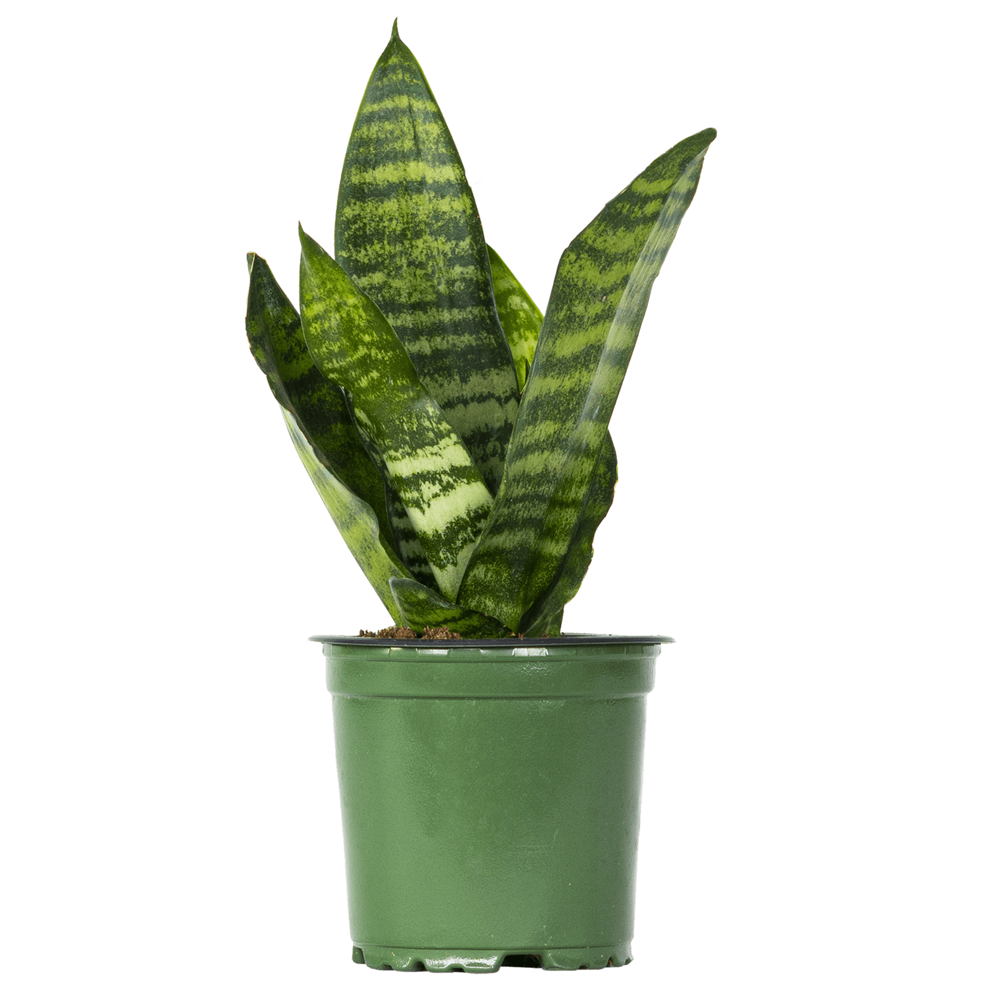 Click here for Plantsome Sansevieria Zeylanica Snake Plant (S) Li... prices
