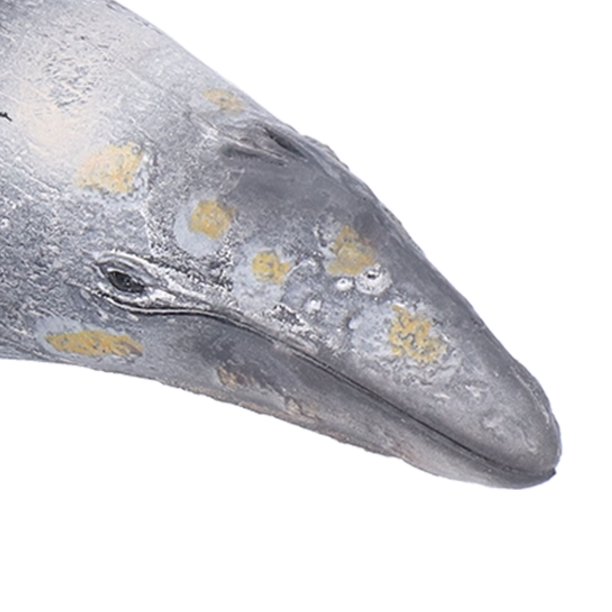 Simulated Grey Whales Figurine Collection Sea World Fake Fish ...