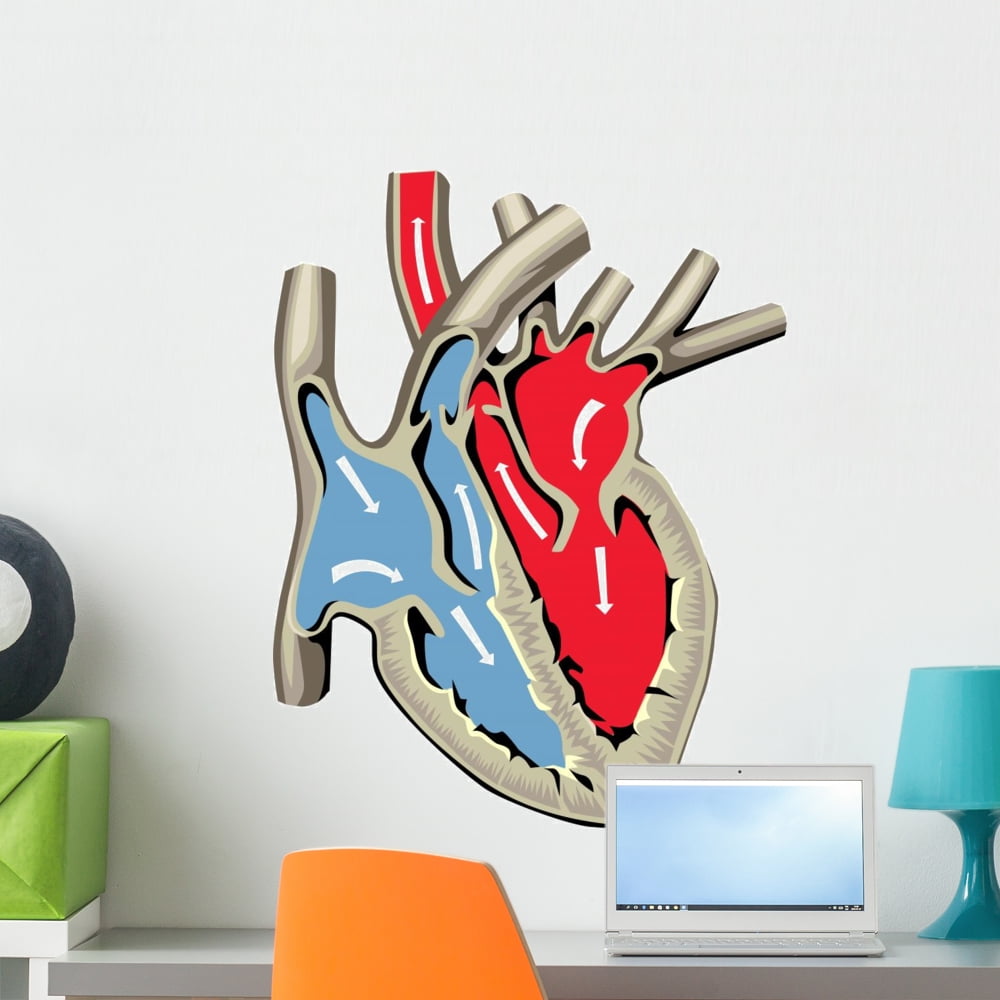 Human Heart Anatomy Wall Mural by Wallmonkeys Peel and Stick Graphic ...