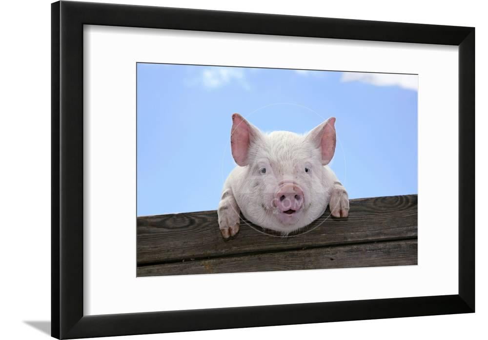Pigs Piglets Looking over Fence Framed Print Wall Art Sold by Art.Com ...